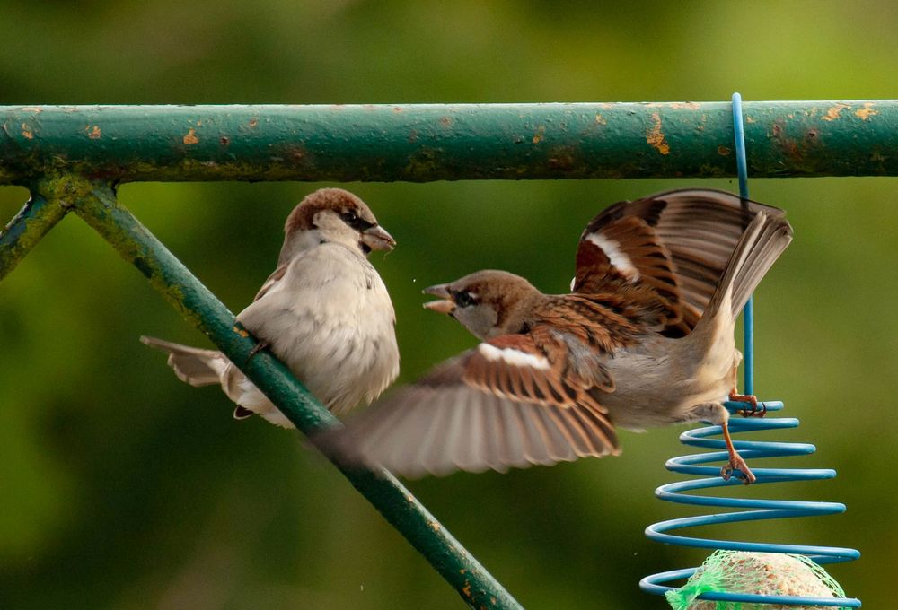 Spatzen beim Futtern 4 Foto & Bild | tiere, wildlife, wild lebende ...