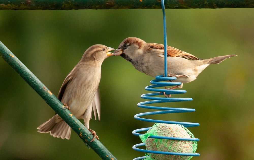 Spatzen beim Futtern 5 Foto & Bild | tiere, wildlife, wild lebende ...