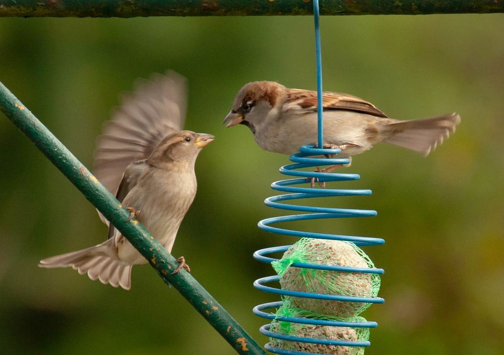 Spatzen beim Futtern 6 Foto & Bild | tiere, wildlife, wild lebende ...