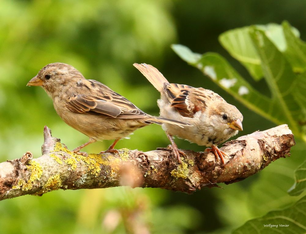 Spatzen Foto & Bild | makro, natur, macro Bilder auf fotocommunity