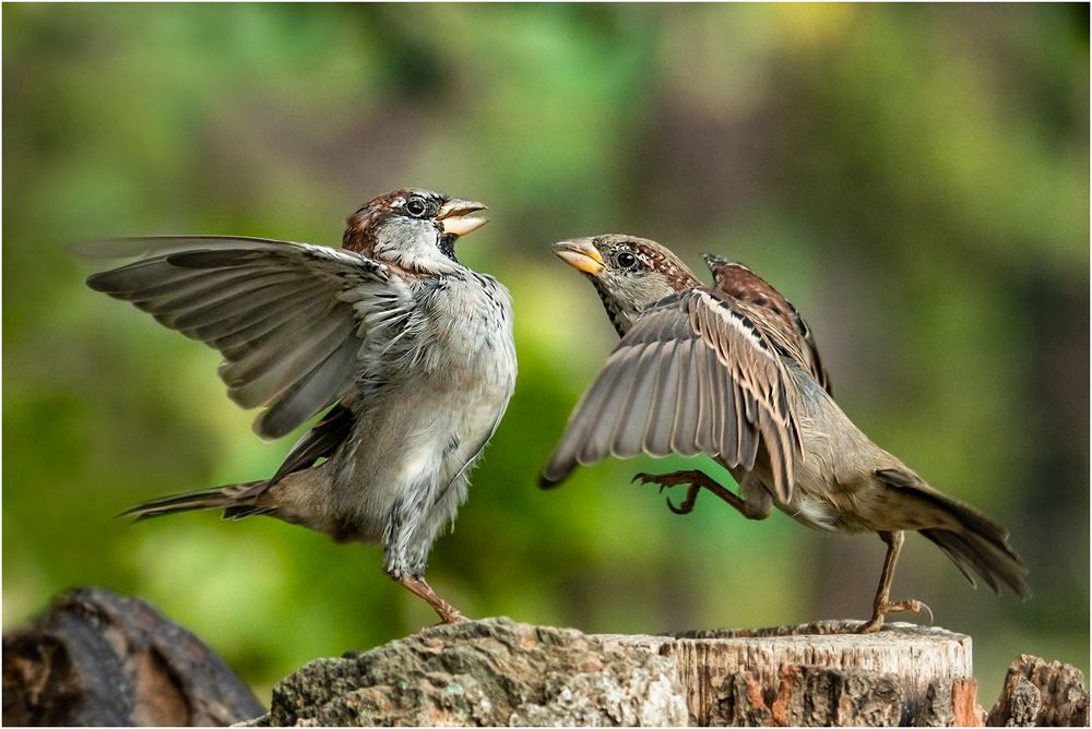 Spatzen Duo Foto & Bild | tiere, wildlife, wild lebende vögel Bilder ...