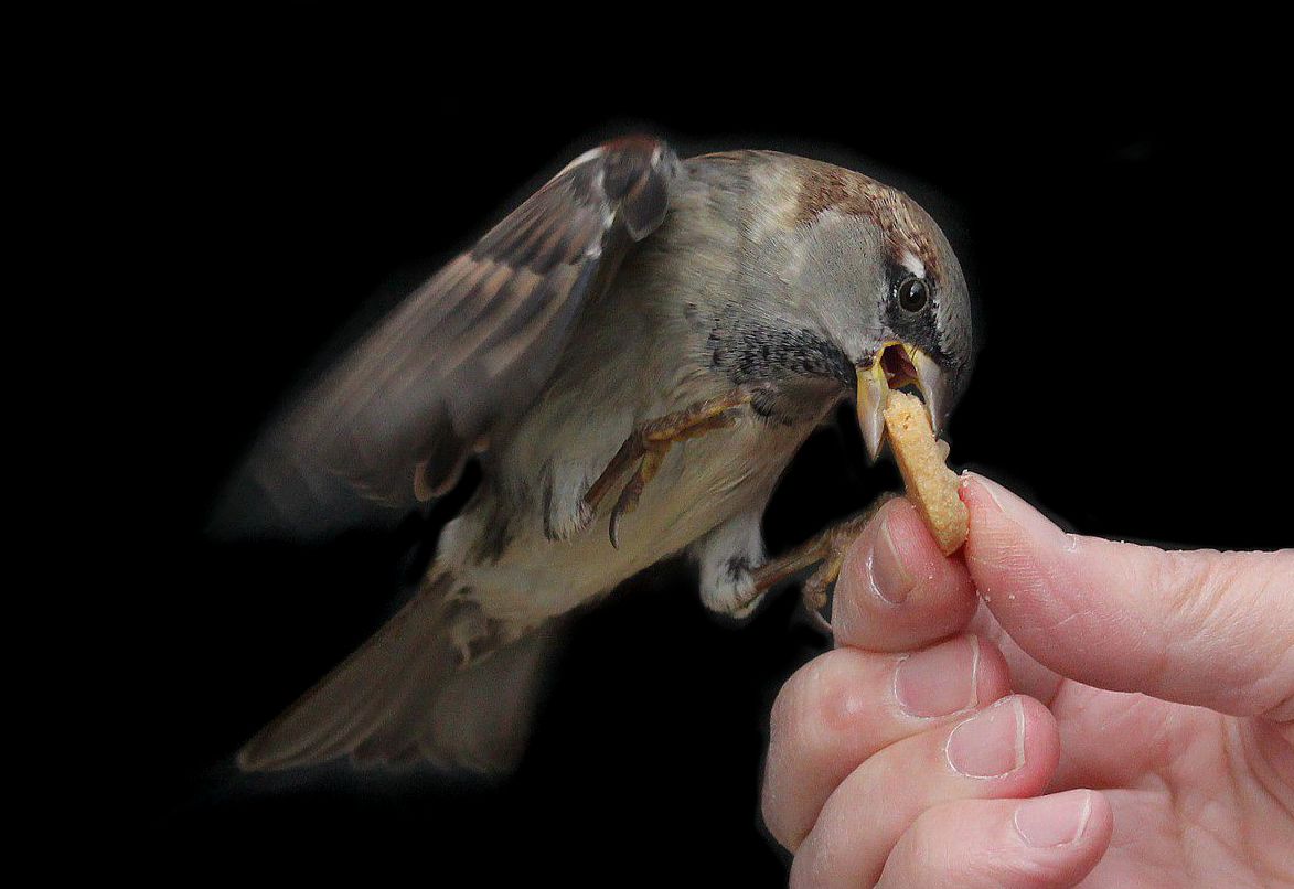 Spatzen füttern Foto & Bild | tiere, tier und mensch, wildlife Bilder ...