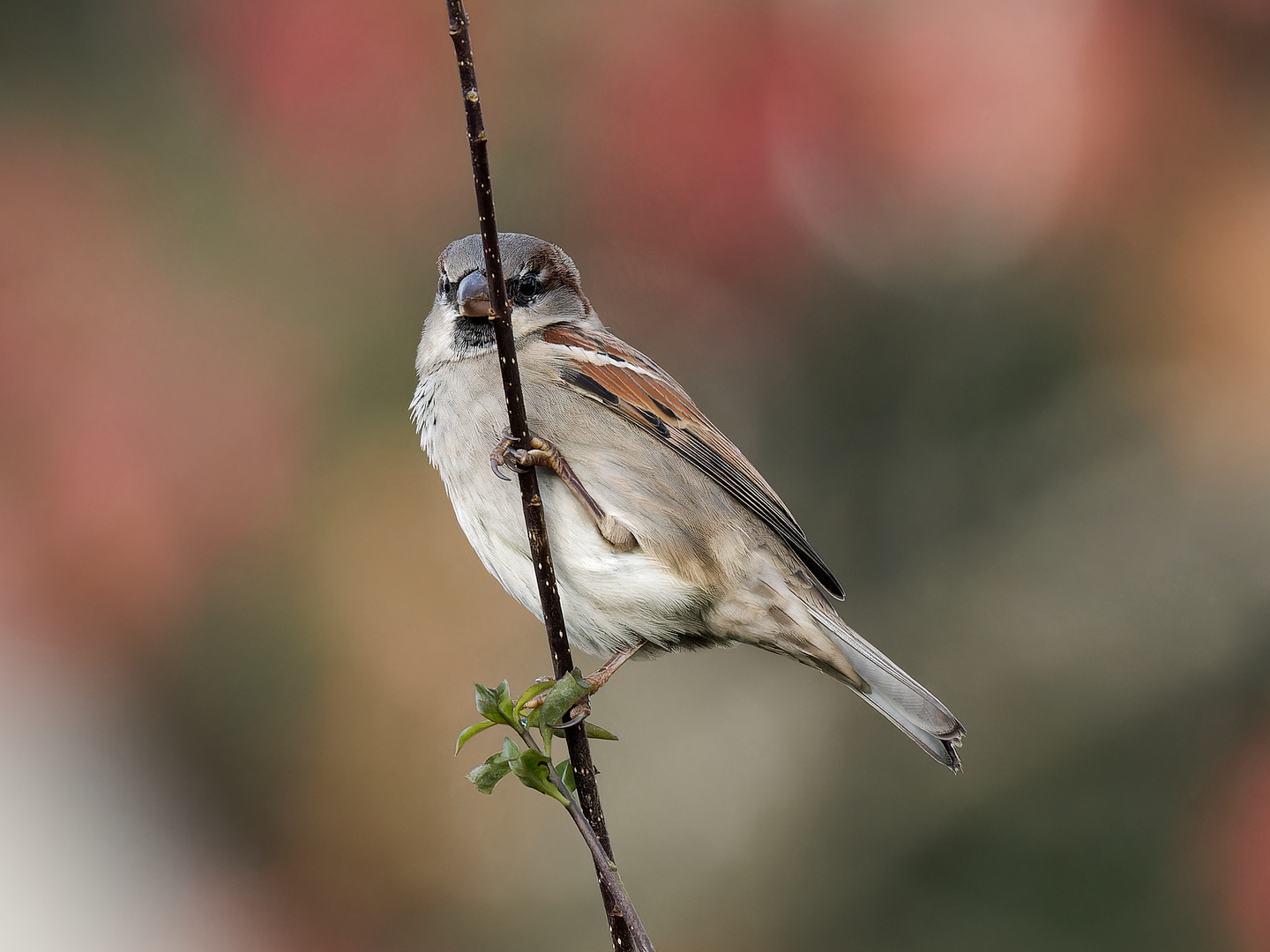 Spatzen Porträt Foto & Bild | tiere, wildlife, wild lebende vögel ...