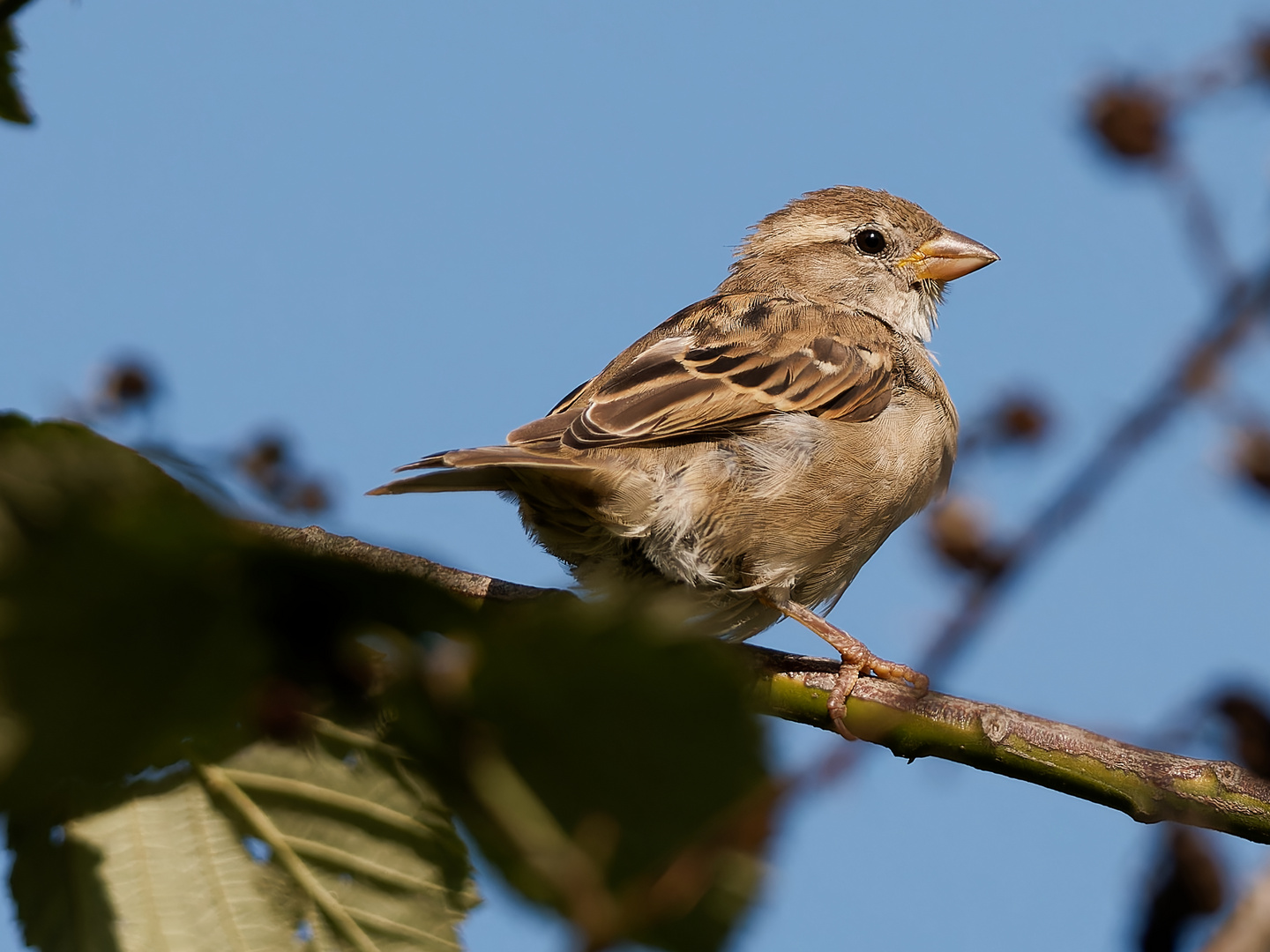 Spatzen Portraits Foto & Bild | tiere, wildlife, wild lebende vögel ...
