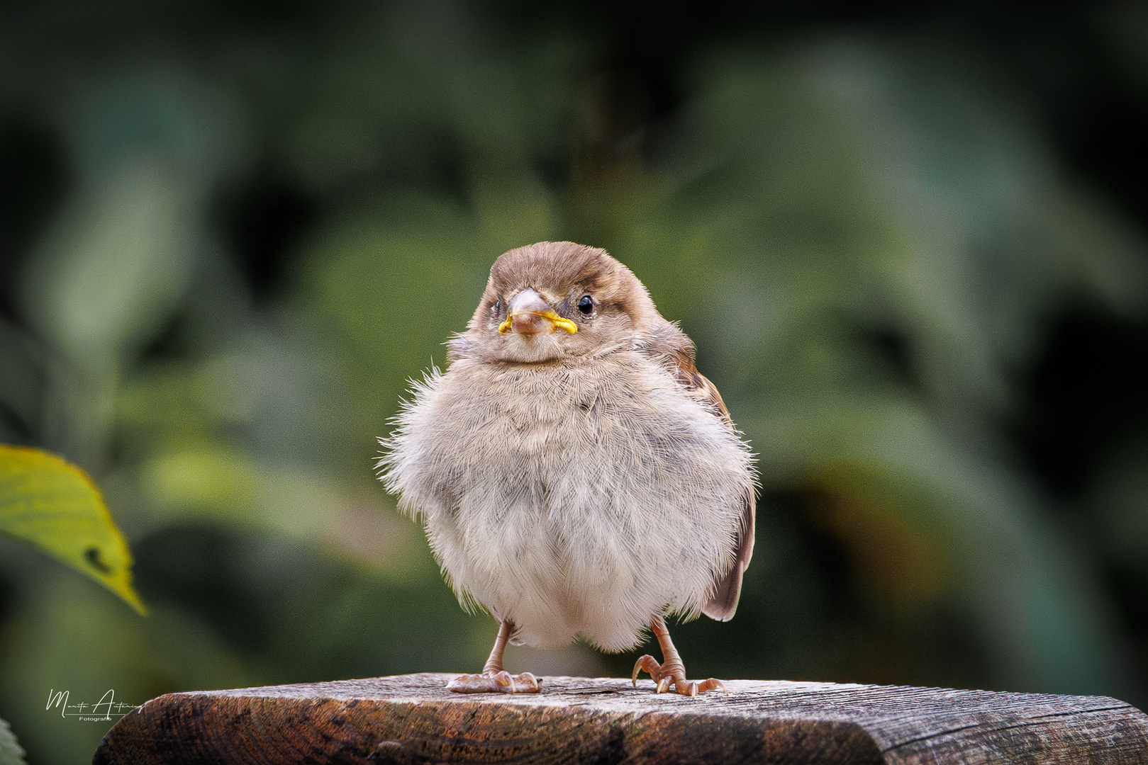 Spatzenbaby Foto & Bild | tiere, wildlife, wild lebende vögel Bilder ...