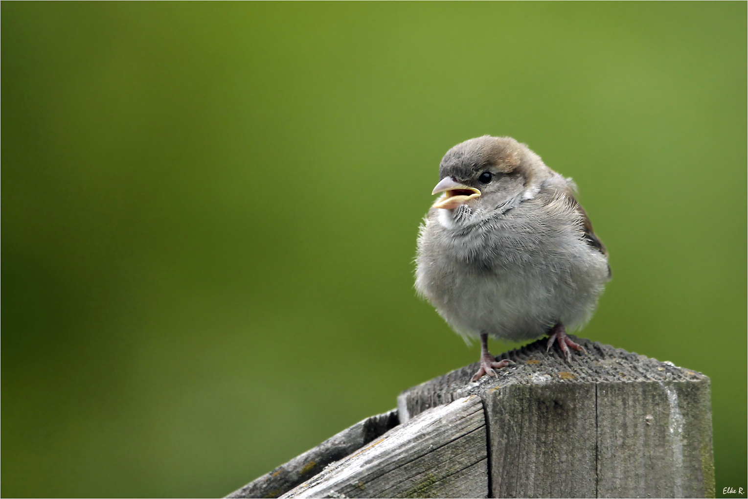 Spatzenbaby Foto & Bild | frühling, natur, sperlinge Bilder auf ...