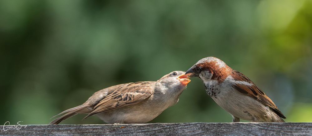 Spatzenfütterung Foto & Bild | tiere, wildlife, natur Bilder auf ...