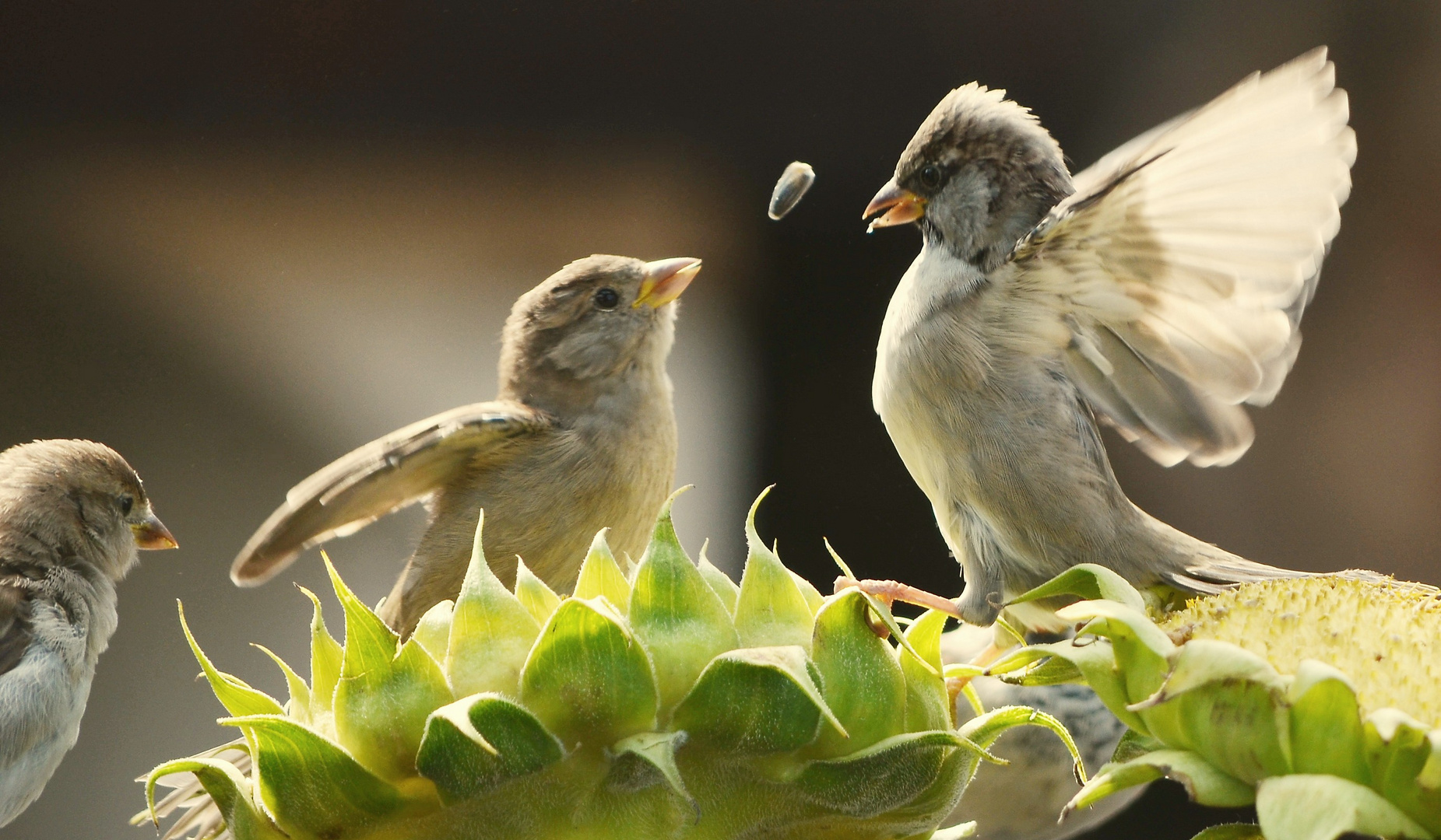 Spatzenkinder Foto & Bild | tiere, wildlife, wild lebende vögel Bilder ...