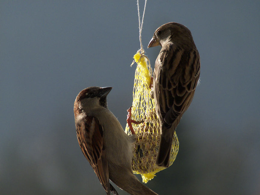 Spatzenpärchen am Futtersack Foto & Bild | tiere, wildlife, wild ...