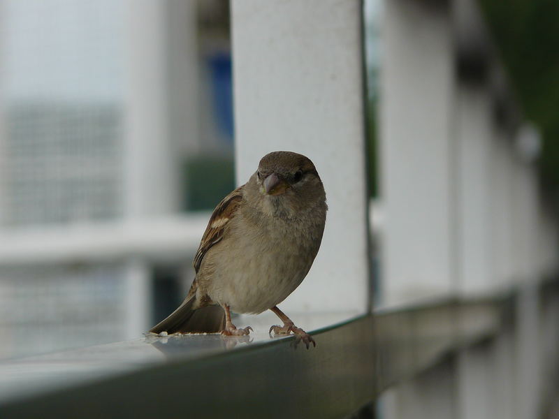 Spatzi Foto & Bild | tiere, wildlife, wild lebende vögel Bilder auf ...