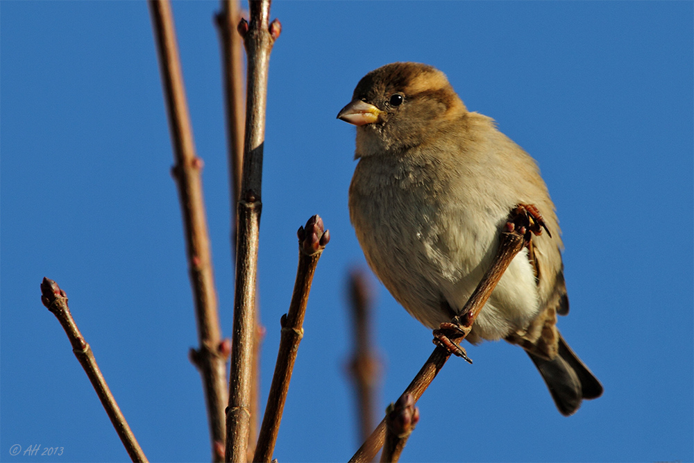 Spatz'l Foto & Bild | tiere, wildlife, wild lebende vögel Bilder auf ...