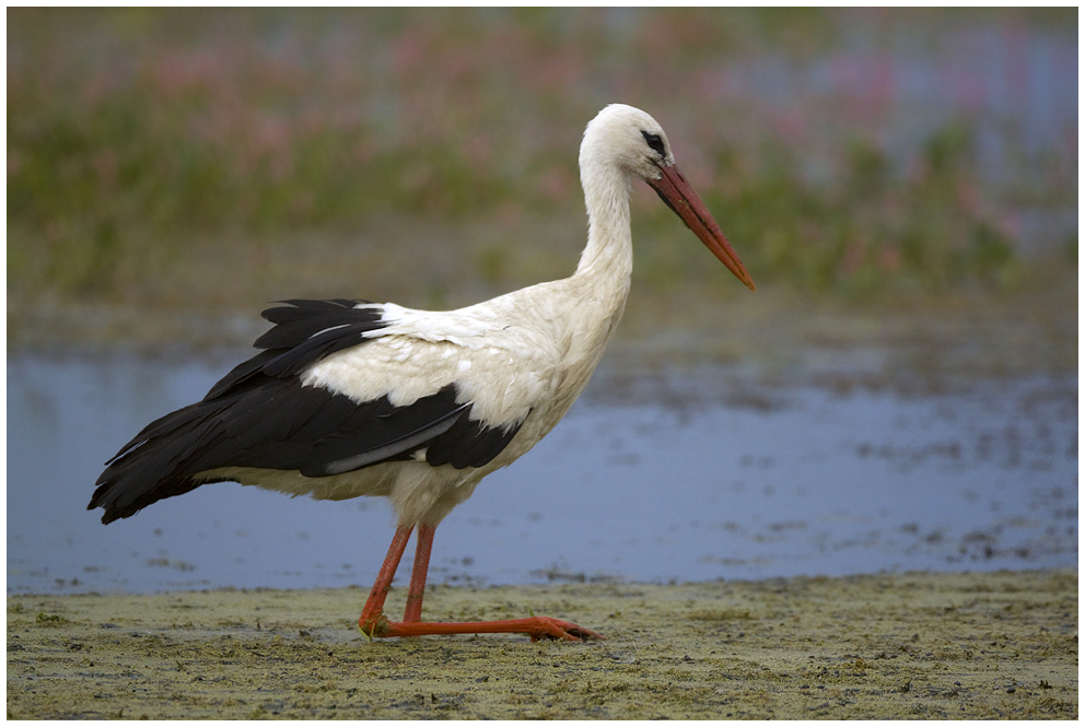 Spaziergang im Moor Foto & Bild | tiere, wildlife, wild lebende vögel ...