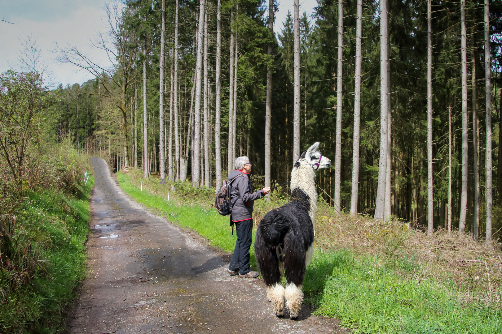 Spaziergang mit Lama Foto & Bild | tiere, tier und mensch, wald Bilder ...
