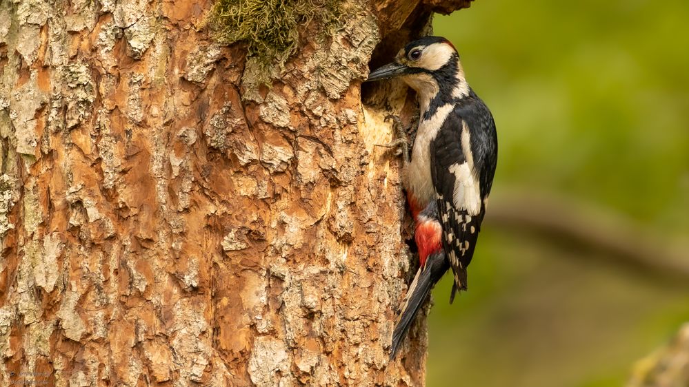 Specht 1-1 Foto & Bild | natur, tiere, wildlife Bilder auf fotocommunity