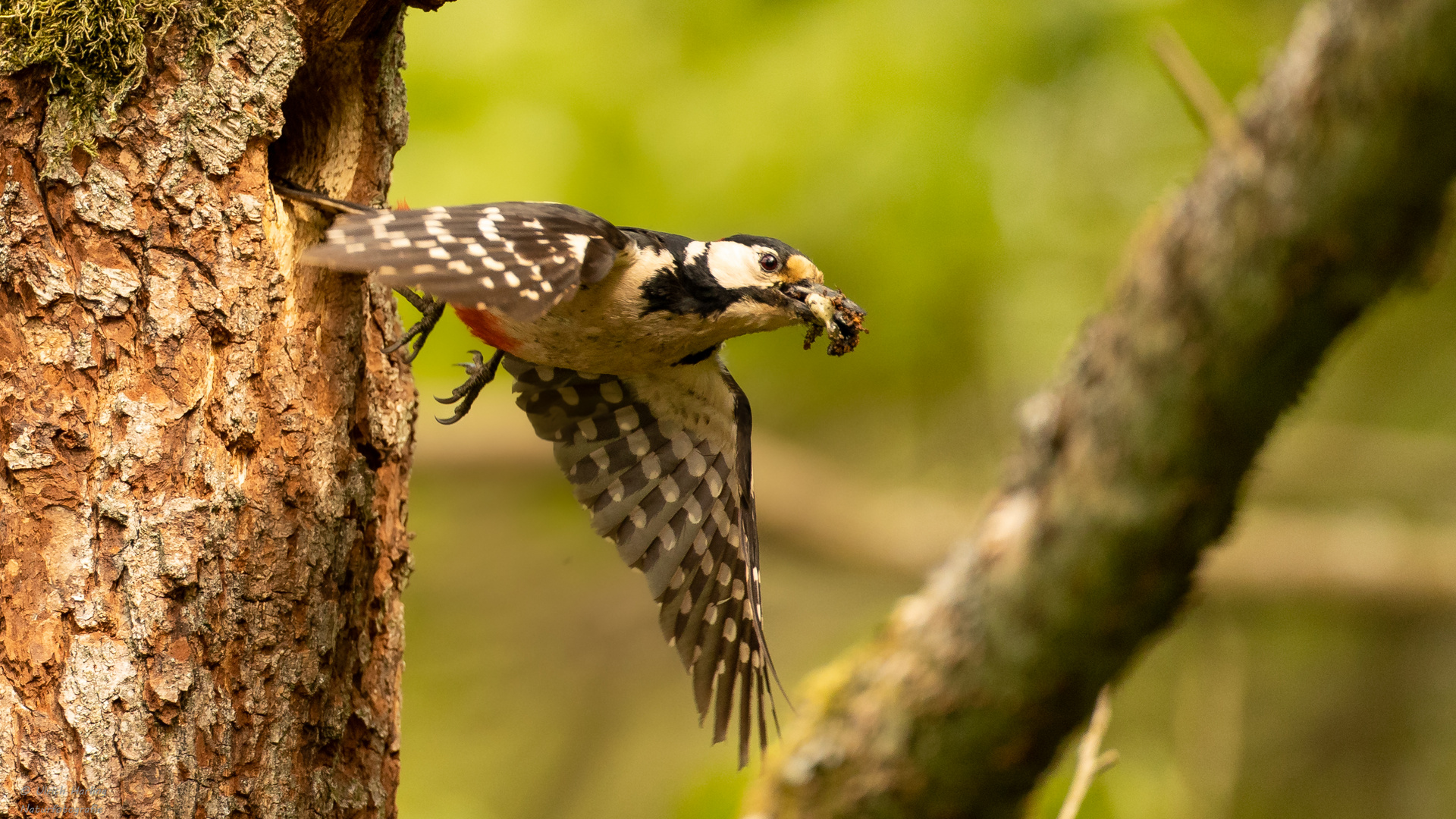 Specht-1 Foto & Bild | natur, tiere, wildlife Bilder auf fotocommunity