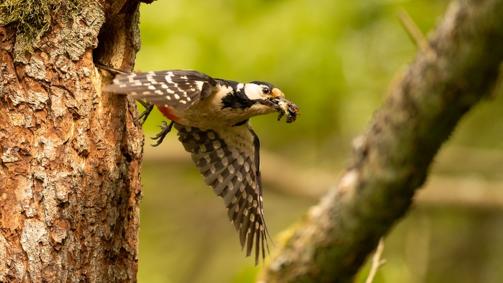 Specht-1 Foto & Bild | natur, tiere, wildlife Bilder auf fotocommunity