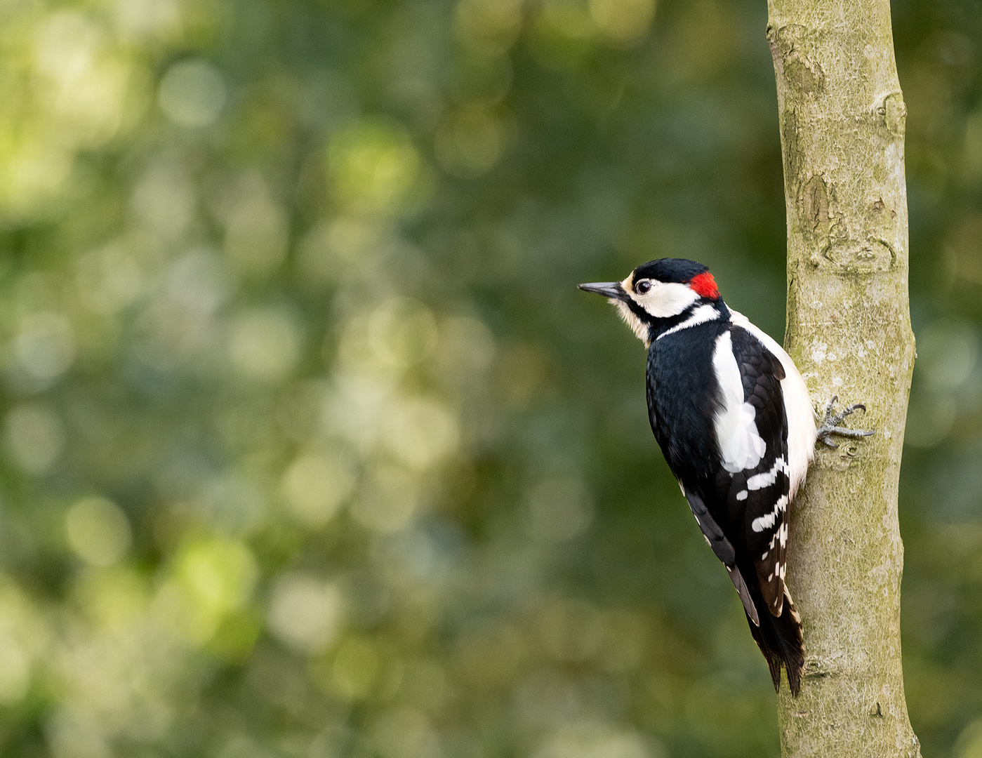 Specht Foto & Bild | deutschland, europe, nordrhein- westfalen Bilder auf fotocommunity
