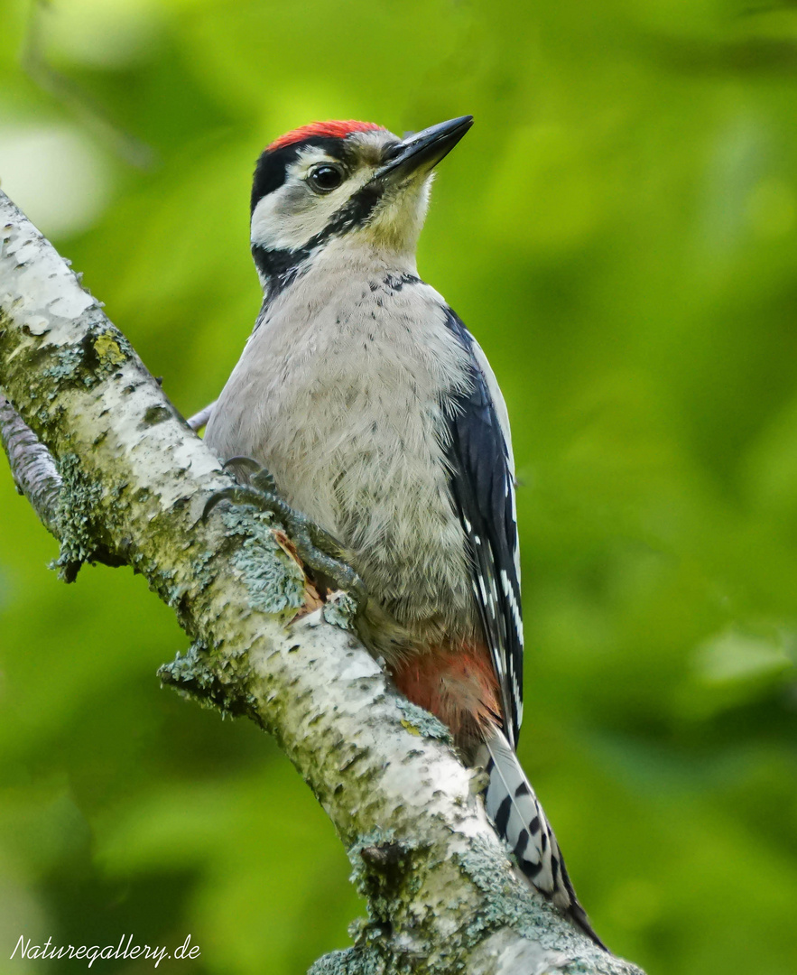 Specht Foto & Bild | natur, männchen, schwarz weiss Bilder auf ...