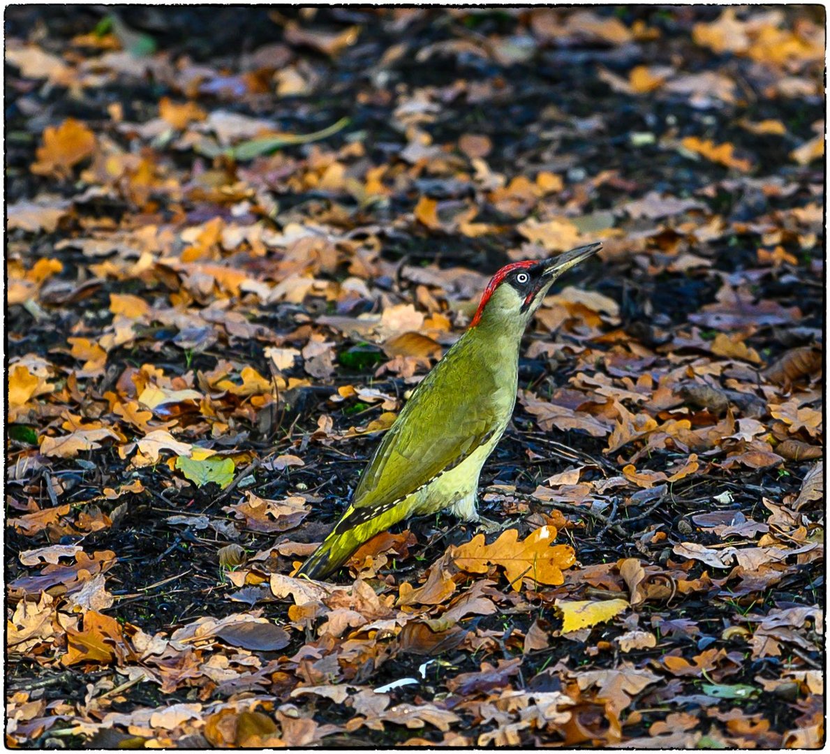 Specht 3 Foto & Bild | tiere, wildlife, wild lebende vögel Bilder auf ...
