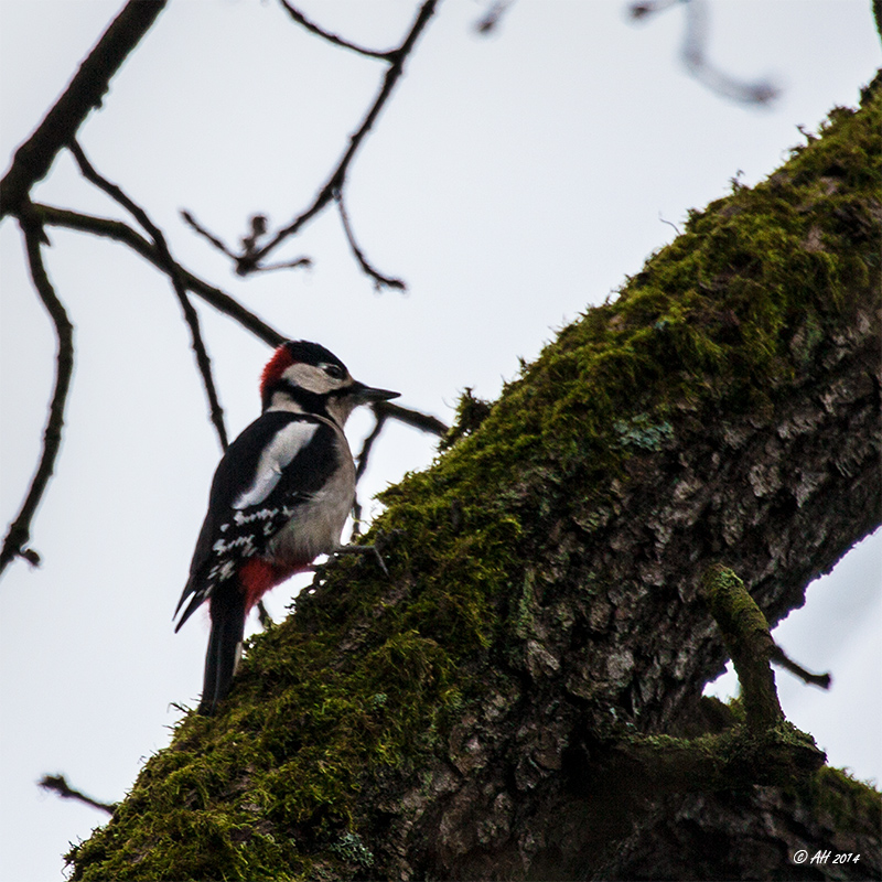 Specht Foto & Bild | tiere, wildlife, wild lebende vögel Bilder auf ...
