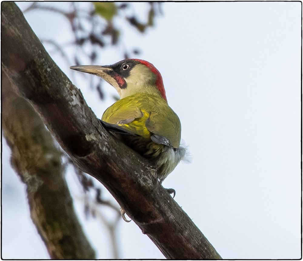 Specht 4 Foto & Bild | tiere, wildlife, wild lebende vögel Bilder auf ...