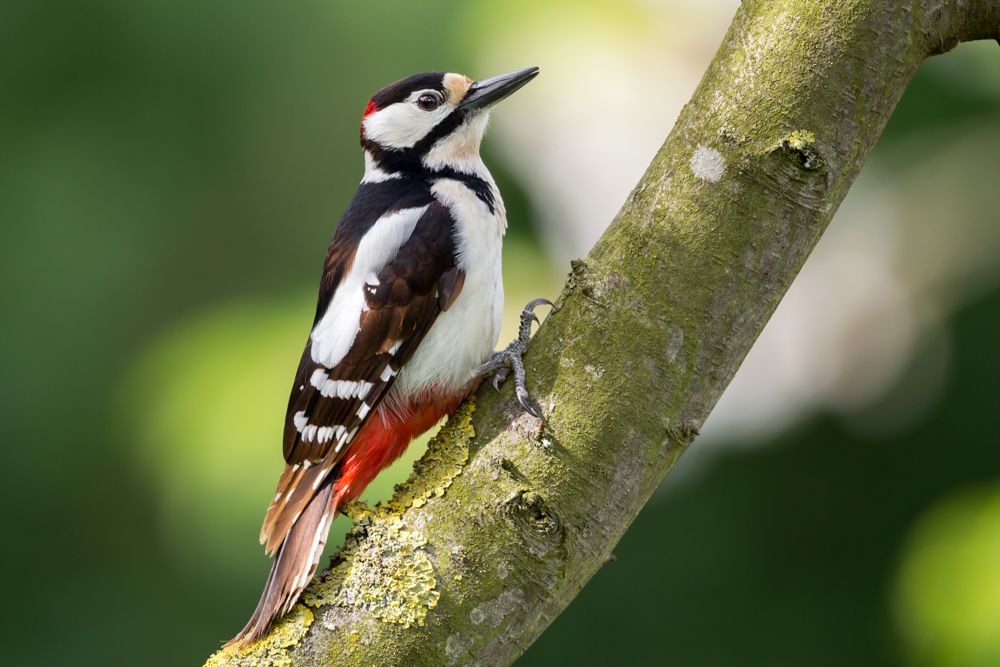 Specht Foto & Bild | canon, natur, tiere Bilder auf fotocommunity