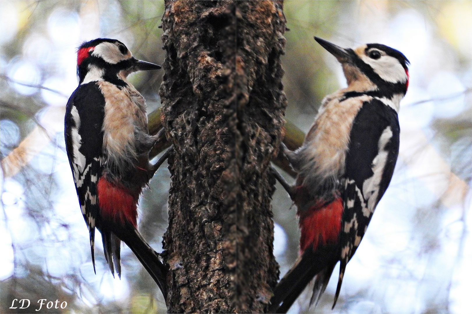 Specht Foto & Bild | natur, tiere, vögel Bilder auf fotocommunity