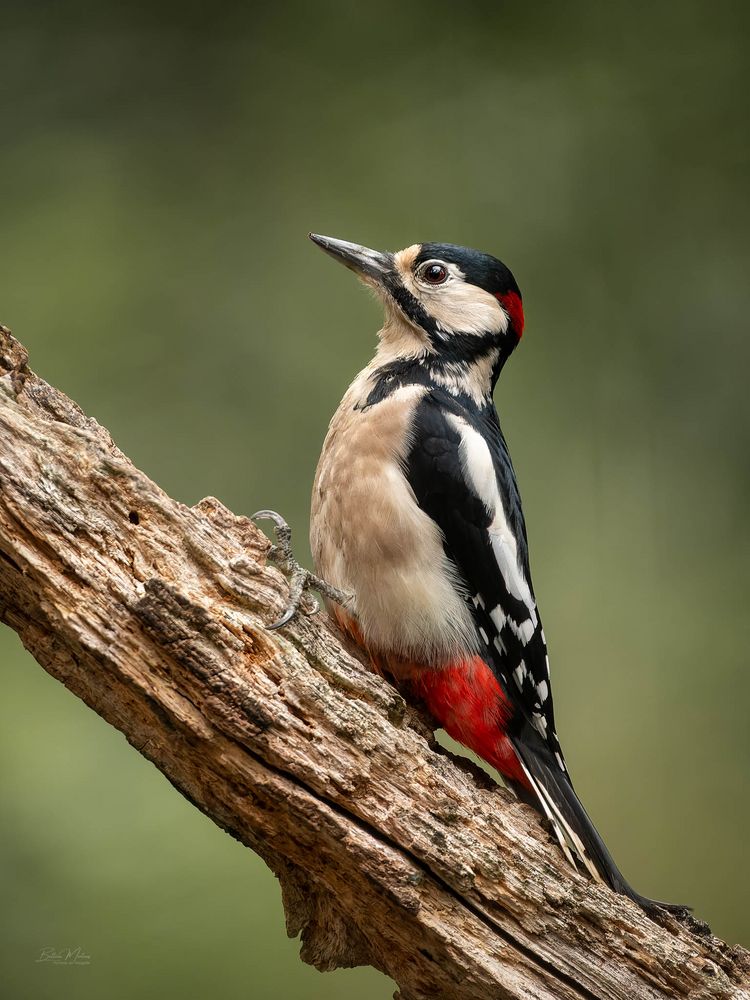 Specht Foto & Bild | tiere, wildlife, wild lebende vögel Bilder auf fotocommunity