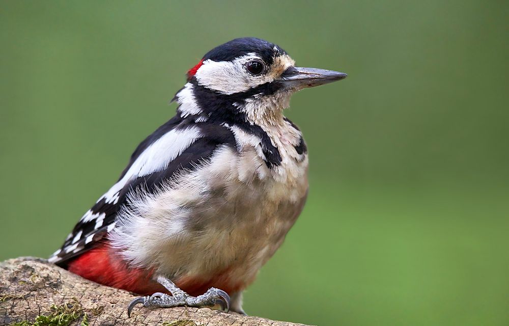 Specht Foto & Bild | tiere, wildlife, wild lebende vögel Bilder auf ...