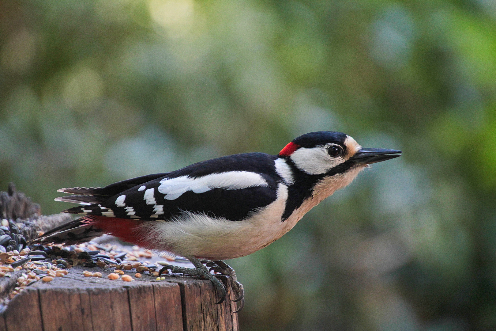 Specht Foto & Bild | tiere, wildlife, wild lebende vögel Bilder auf ...