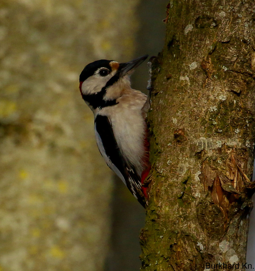 Specht Foto & Bild | tiere, wildlife, wild lebende vögel Bilder auf ...