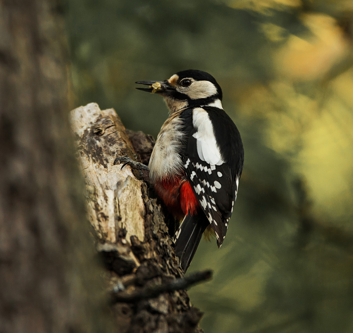 Specht Foto & Bild | tiere, wildlife, wild lebende vögel Bilder auf ...