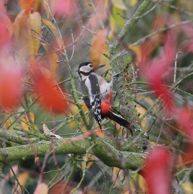Spaßvogel - Fotos & Bilder - Fotograf | fotocommunity