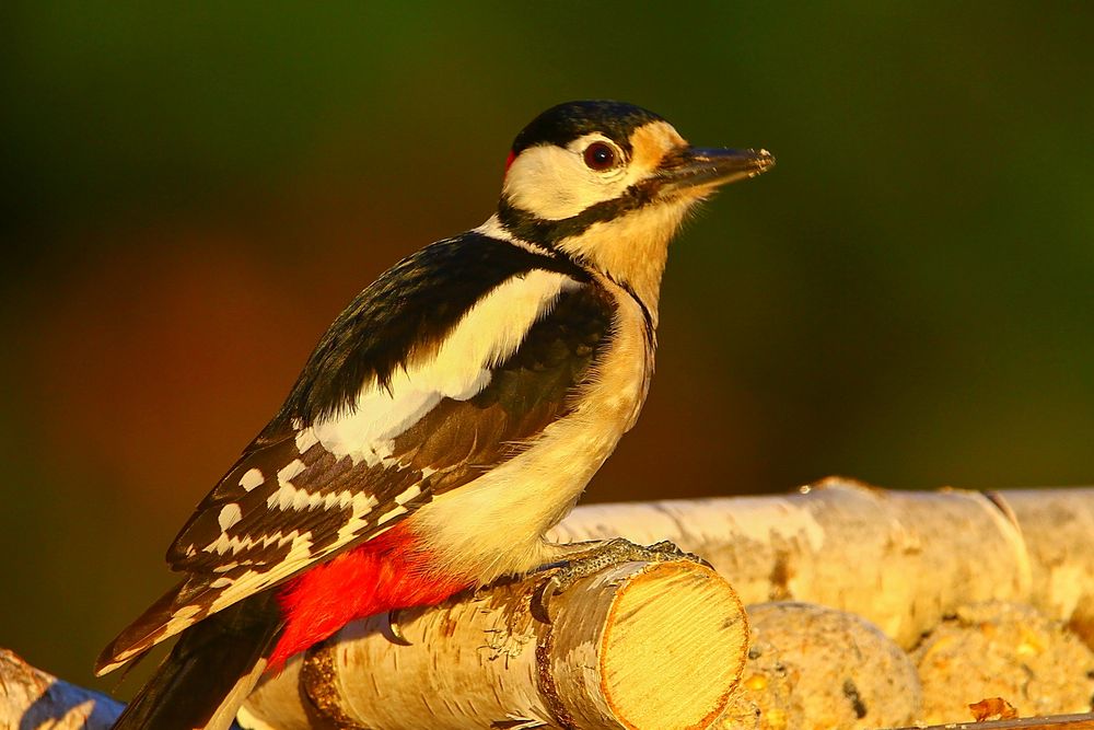 Specht (m) Foto & Bild | tiere, wildlife, wild lebende vögel Bilder auf ...