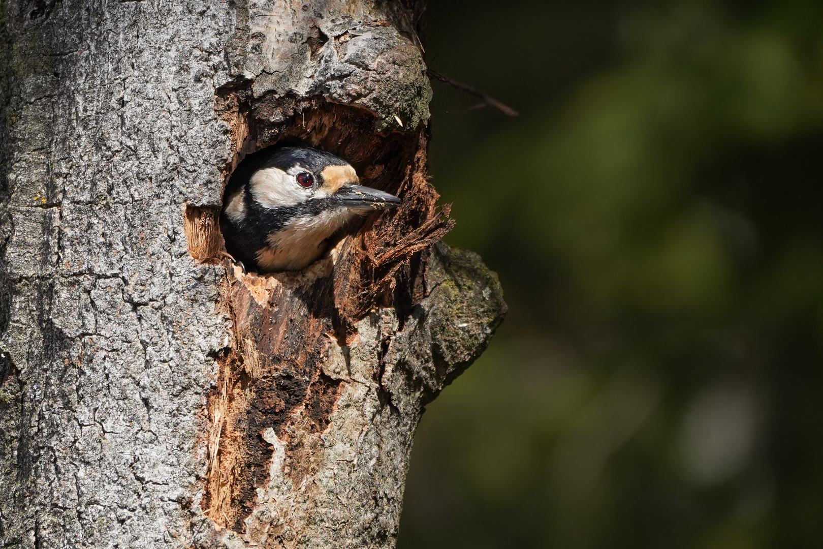Specht schaut aus der Bruthöhle Foto & Bild | tiere, wildlife, wild ...