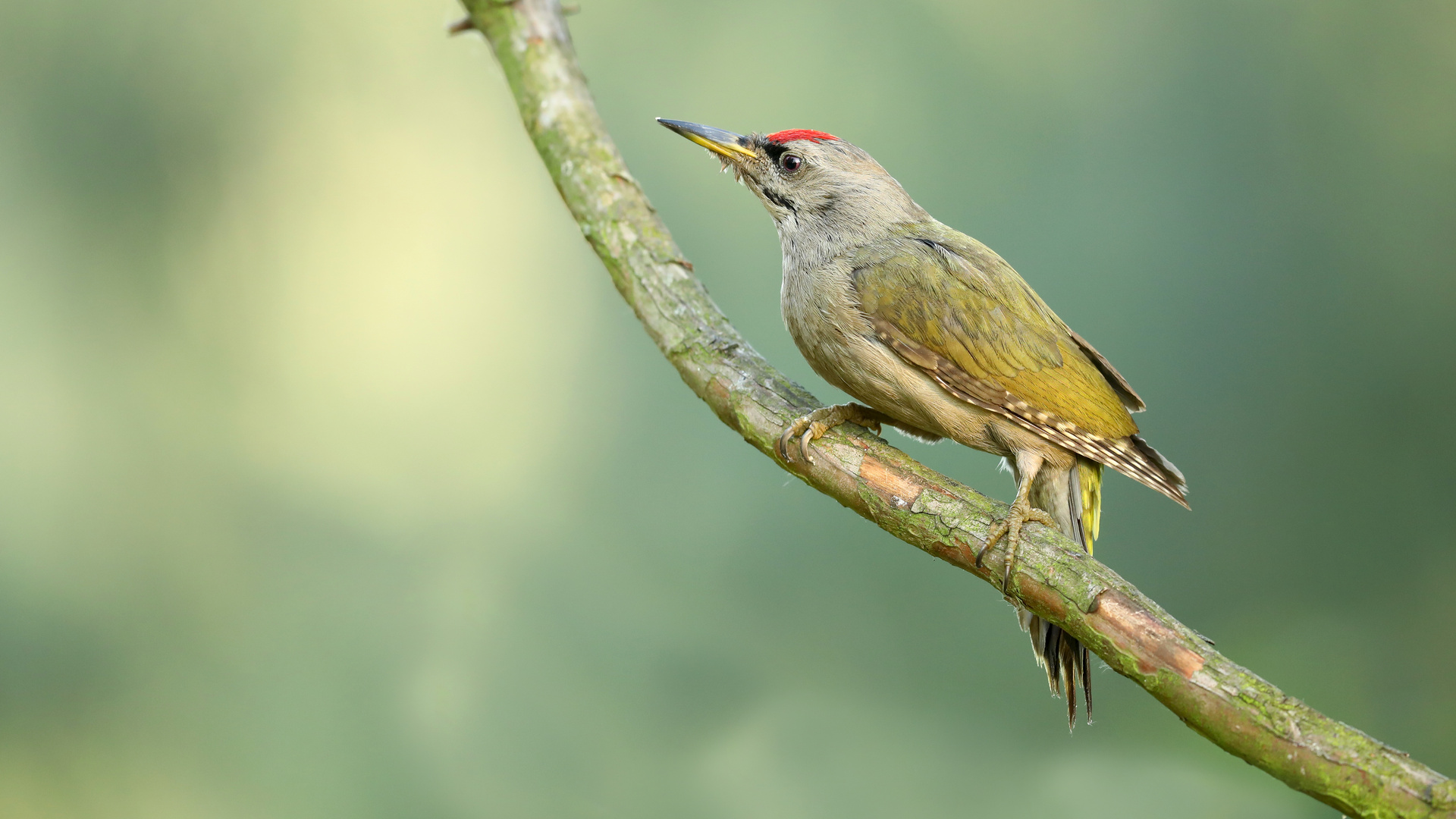SPECHTE ... Foto & Bild | tiere, wildlife, wild lebende vögel Bilder ...