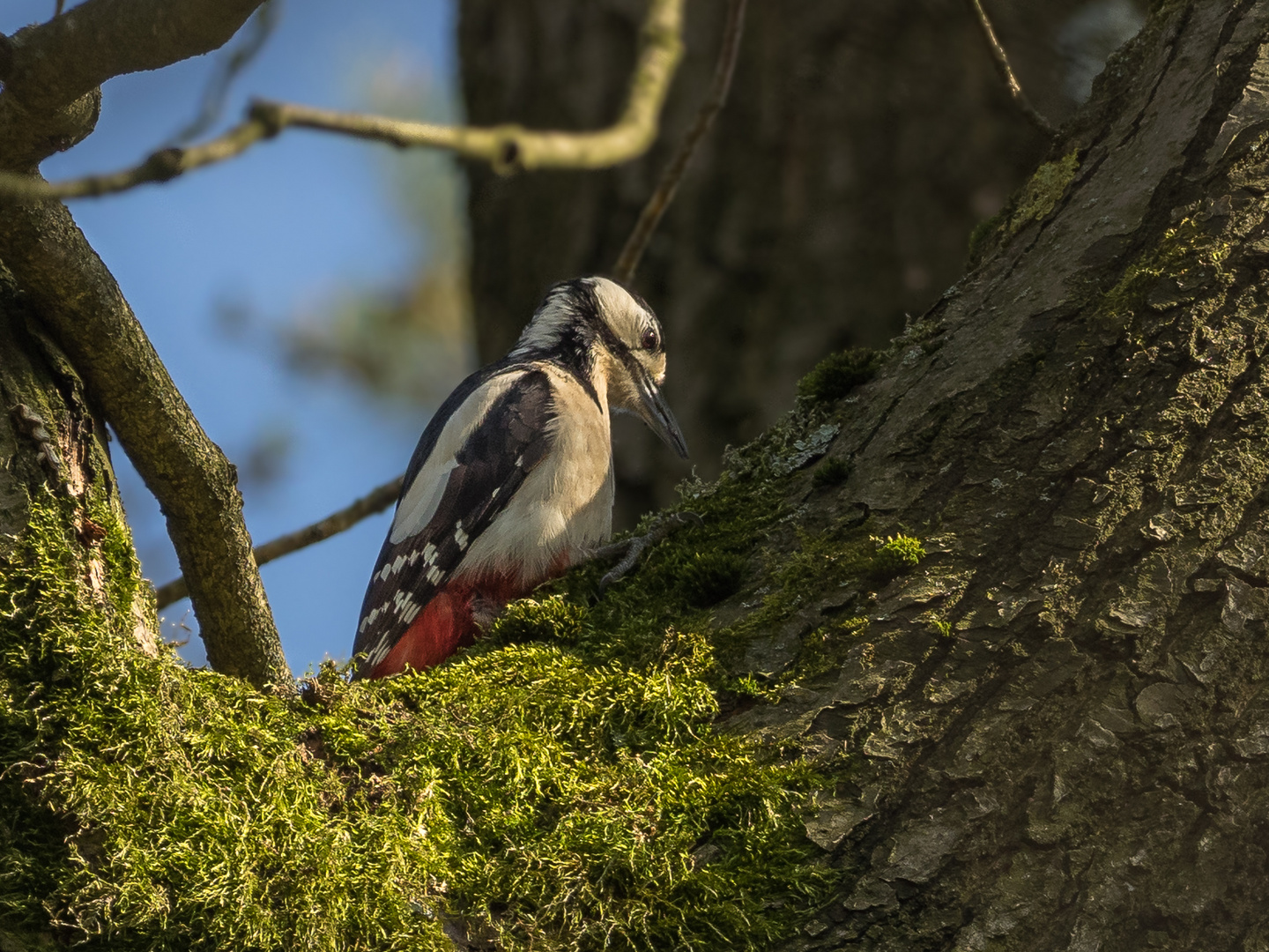 Spechte 1 Foto & Bild | tiere, wildlife, wild lebende vögel Bilder auf ...
