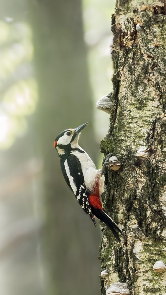 Spechte 2 Foto & Bild | tiere, wildlife, wild lebende vögel Bilder auf ...