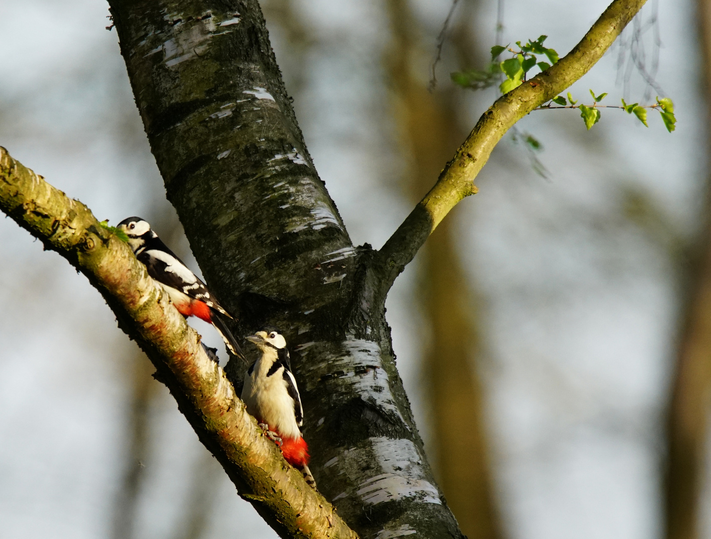 Spechte. Foto & Bild | outdoor, natur, tiere Bilder auf fotocommunity