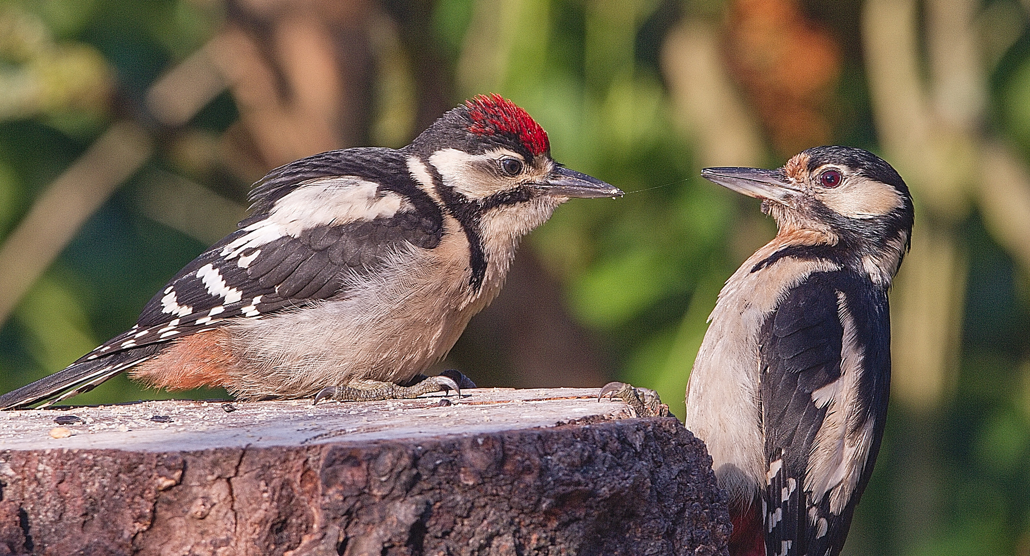 Spechte beim Frühstück Foto & Bild | tiere, wildlife, wild lebende ...