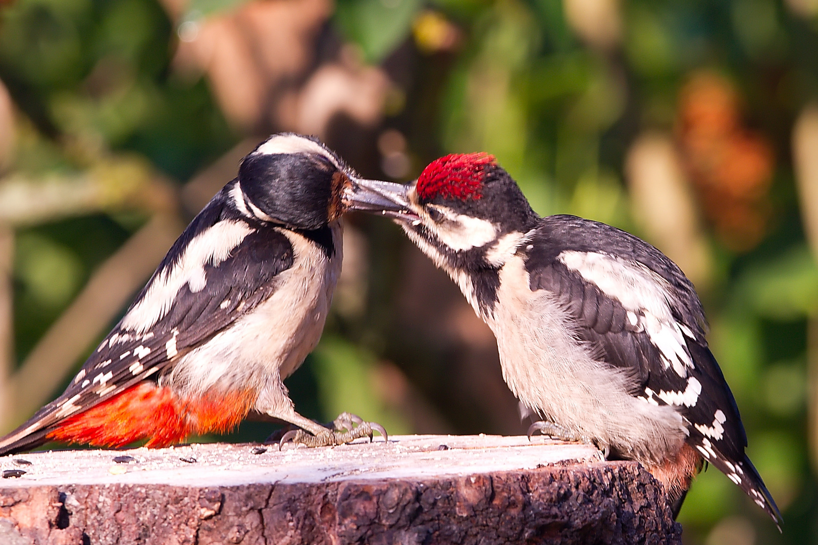 Spechte beim Frühstück Foto & Bild | tiere, wildlife, wild lebende ...