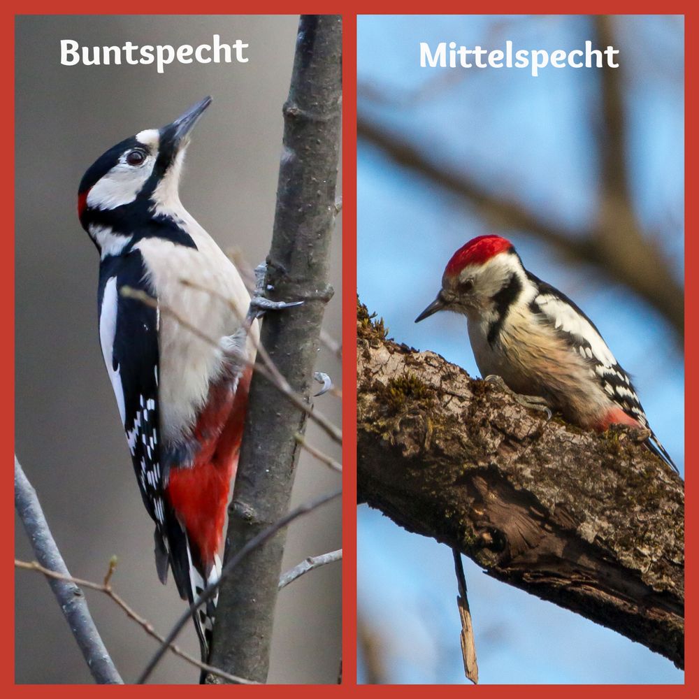 Spechte im Vergleich Foto & Bild | tiere, wildlife, wild lebende vögel ...
