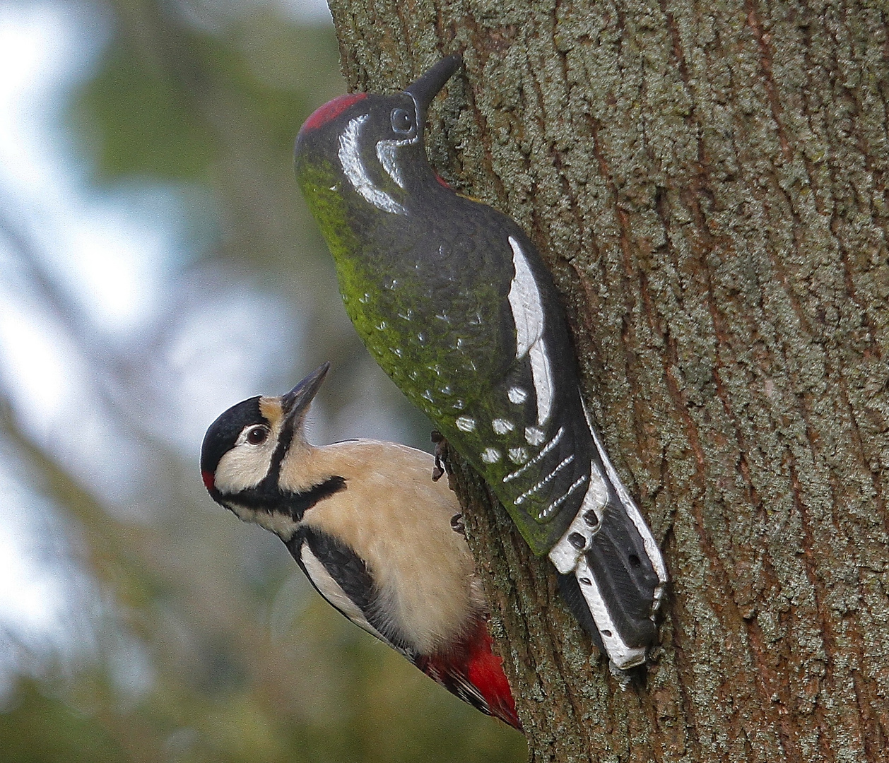 Spechte unter sich Foto & Bild | tiere, wildlife, wild lebende vögel ...