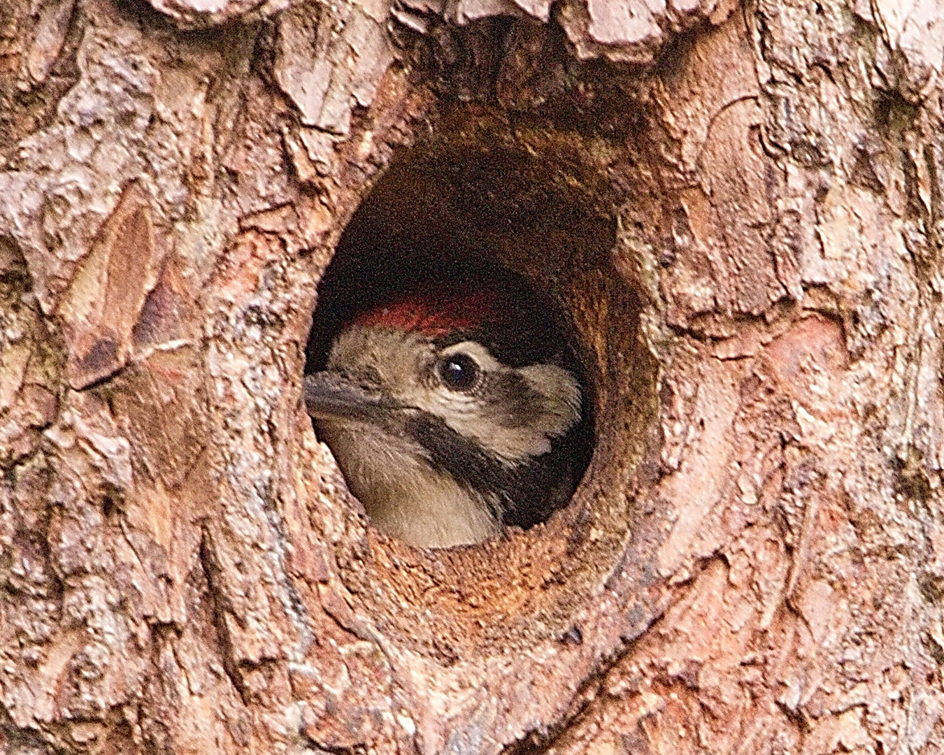 Spechtküken in der Baumhöhle Foto & Bild | tiere, wildlife, wild lebende vögel Bilder auf ...