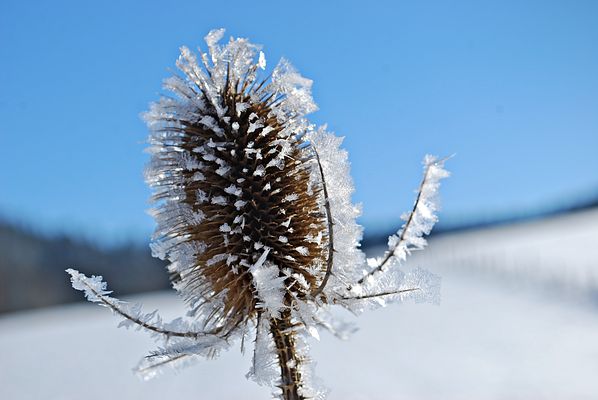 Disteln & Karden Bilder & Fotos