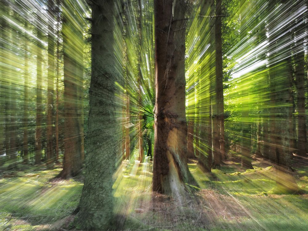 Speed Foto & Bild | wald, bäume, natur Bilder auf fotocommunity