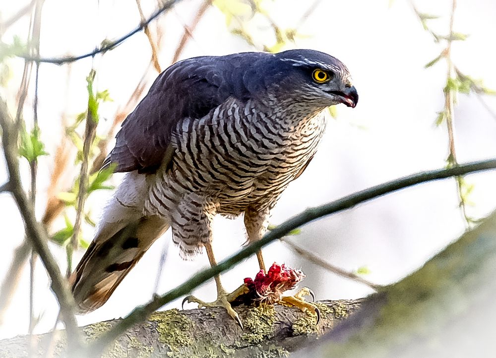 Sperber Foto & Bild | tiere, wildlife, wild lebende vögel Bilder auf ...