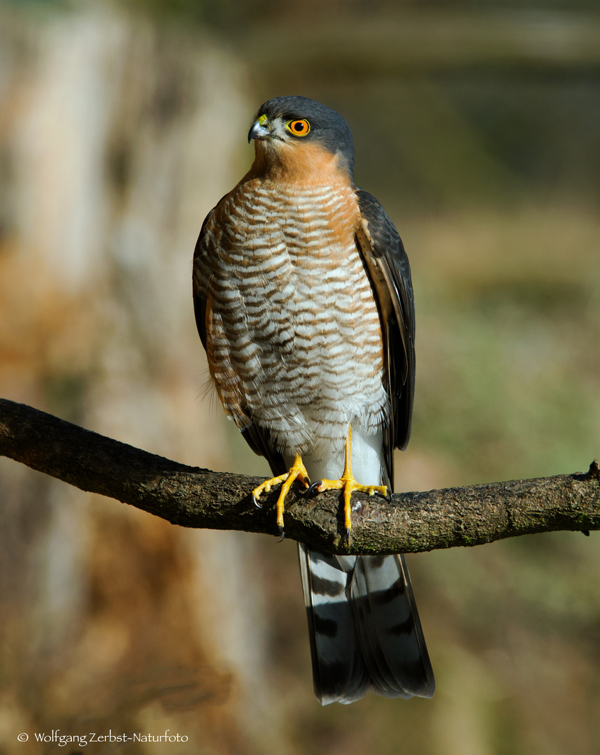 -- Sperber -- Foto & Bild | fotos, world, natur Bilder auf fotocommunity