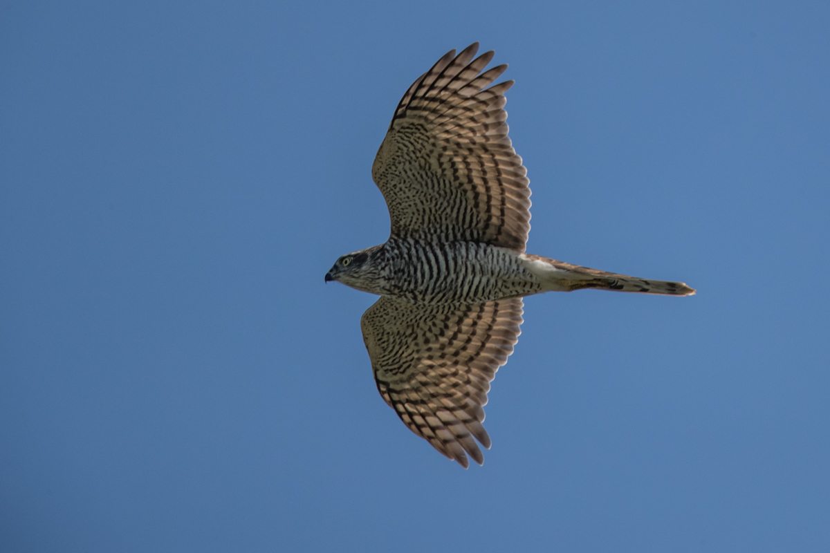 Sperber Foto & Bild | natur, tiere, vögel Bilder auf fotocommunity