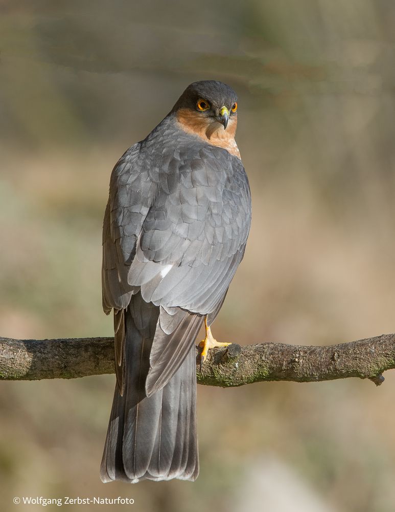 -- Sperber -- Foto & Bild | fotos, world, natur Bilder auf fotocommunity